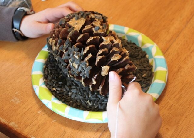 Pinecone Bird Feeder - Frugal Fun For Boys and Girls