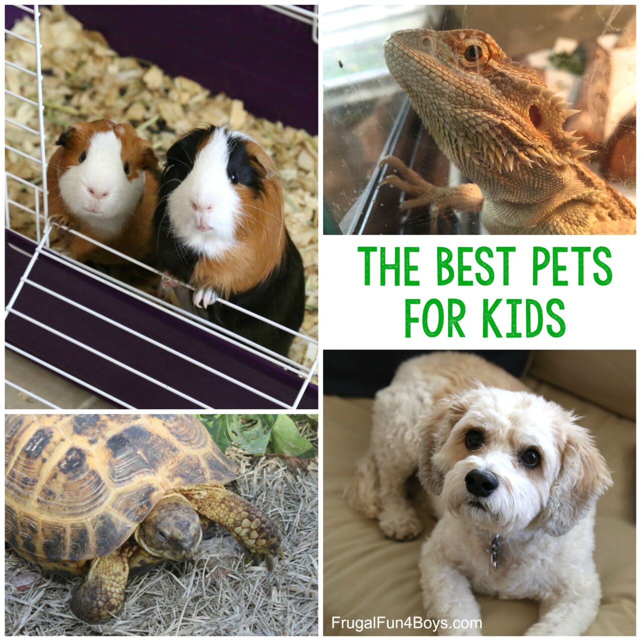 The Best Pets For Kids Choose The Best Pet For Your Child Frugal The Best Pets For Kids Choose The Best Pet For Your Child Frugal