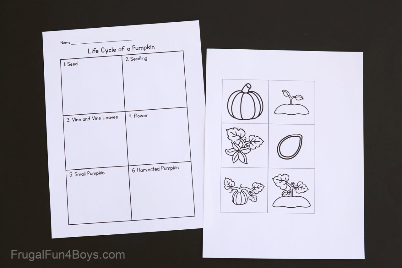 Pumpkin Life Cycle Activity {Printable} - Frugal Fun For Boys and Girls