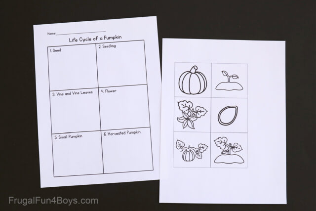 Pumpkin Life Cycle Activity {Printable} - Frugal Fun For Boys and Girls
