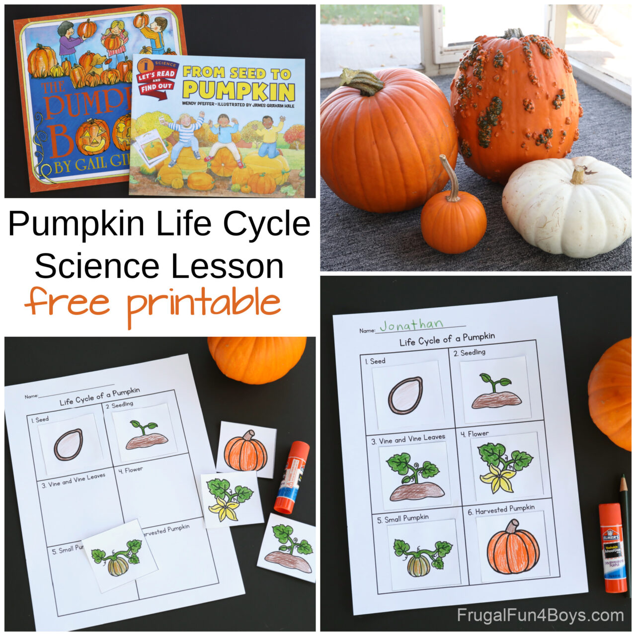 Pumpkin Life Cycle Activity {Printable} - Frugal Fun For Boys and Girls