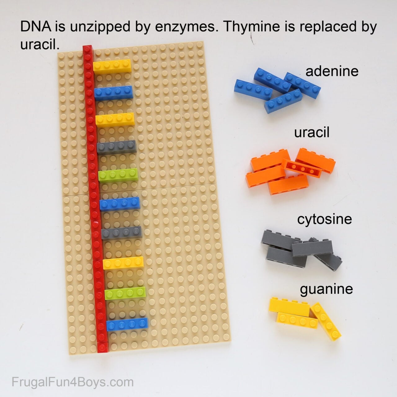 LEGO DNA Activity - Frugal Fun For Boys and Girls