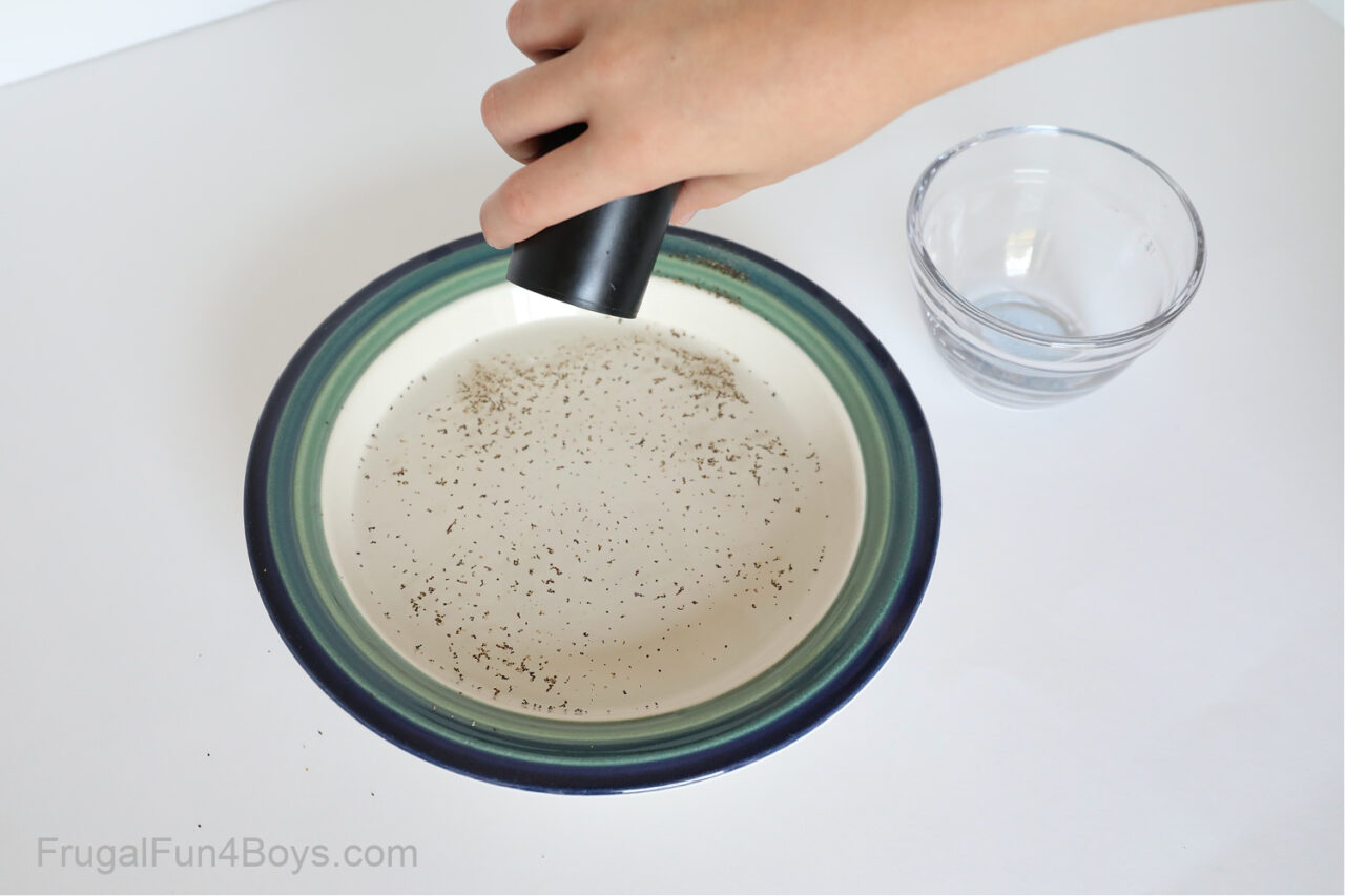 Pepper and Soap Science Experiment - Frugal Fun For Boys and Girls