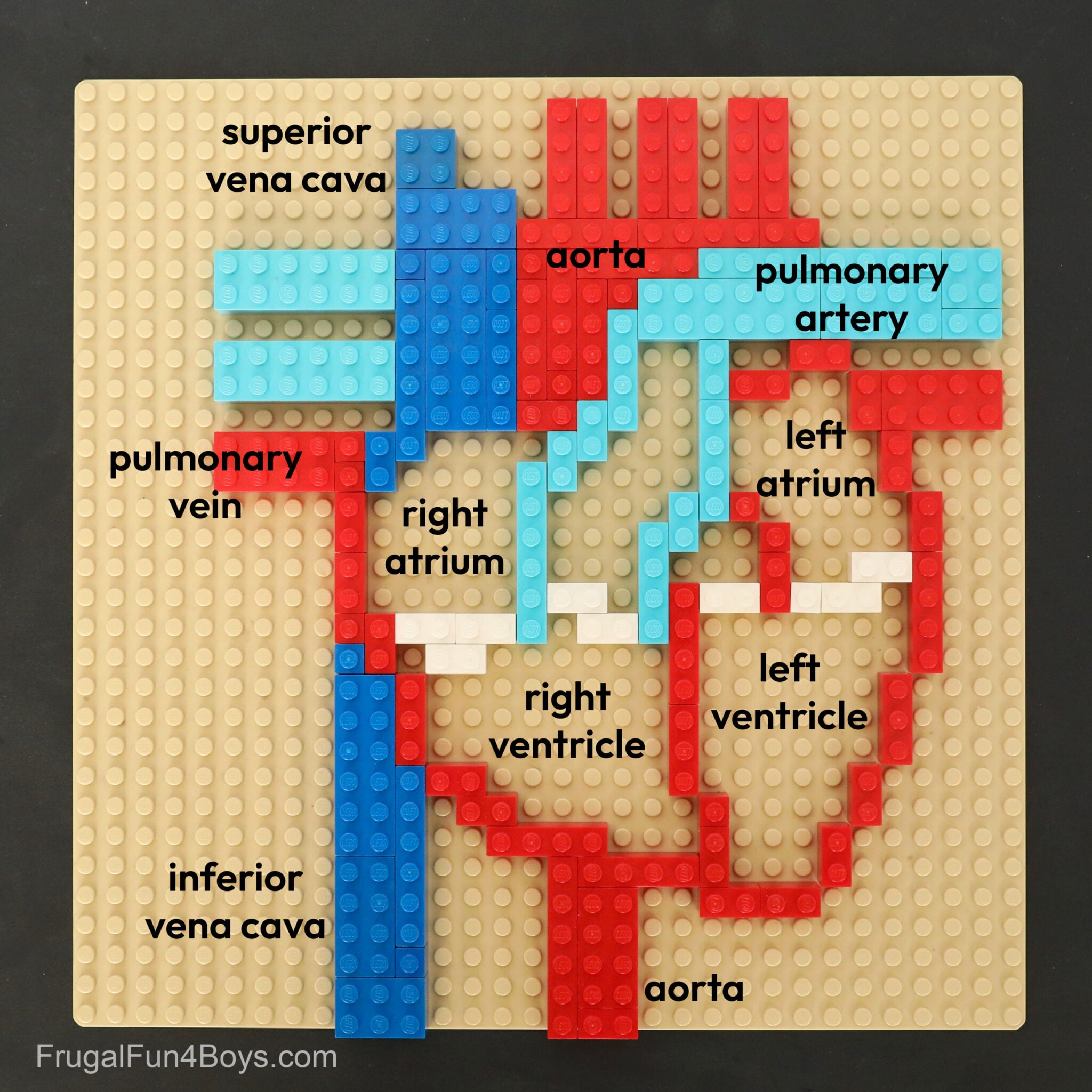 Build a LEGO Human Heart Model - Frugal Fun For Boys and Girls